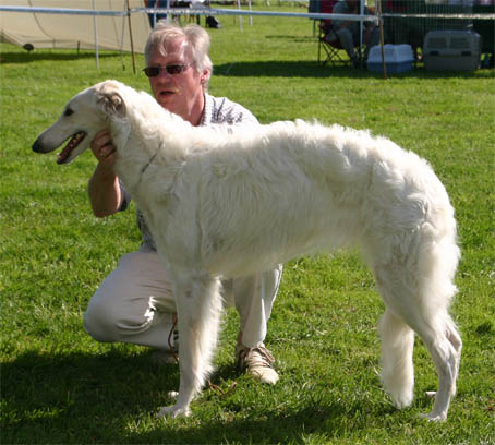 Jamarqui Angora