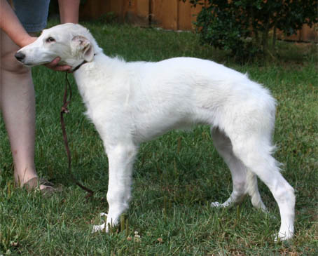 Jamarqui Angora